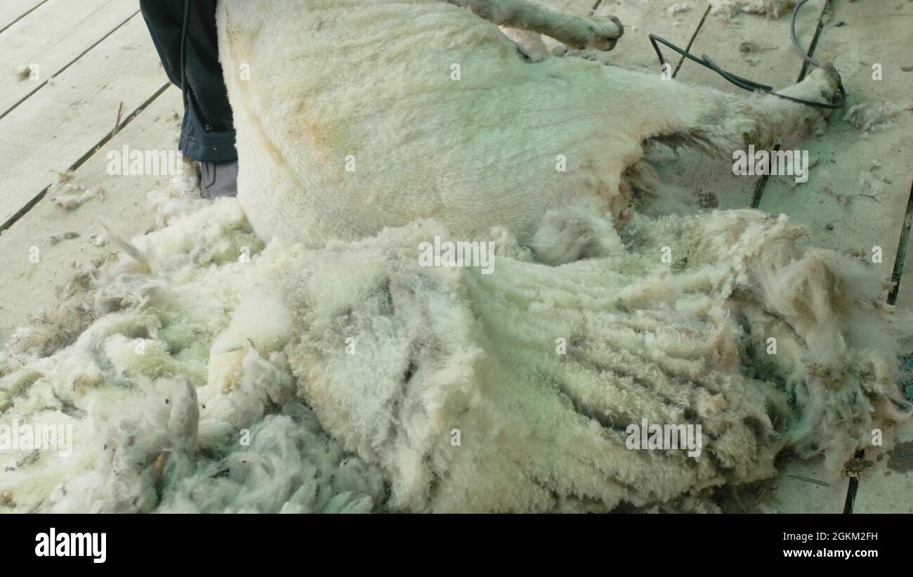 Men shearer shearing sheep at agricultural show in competition ...