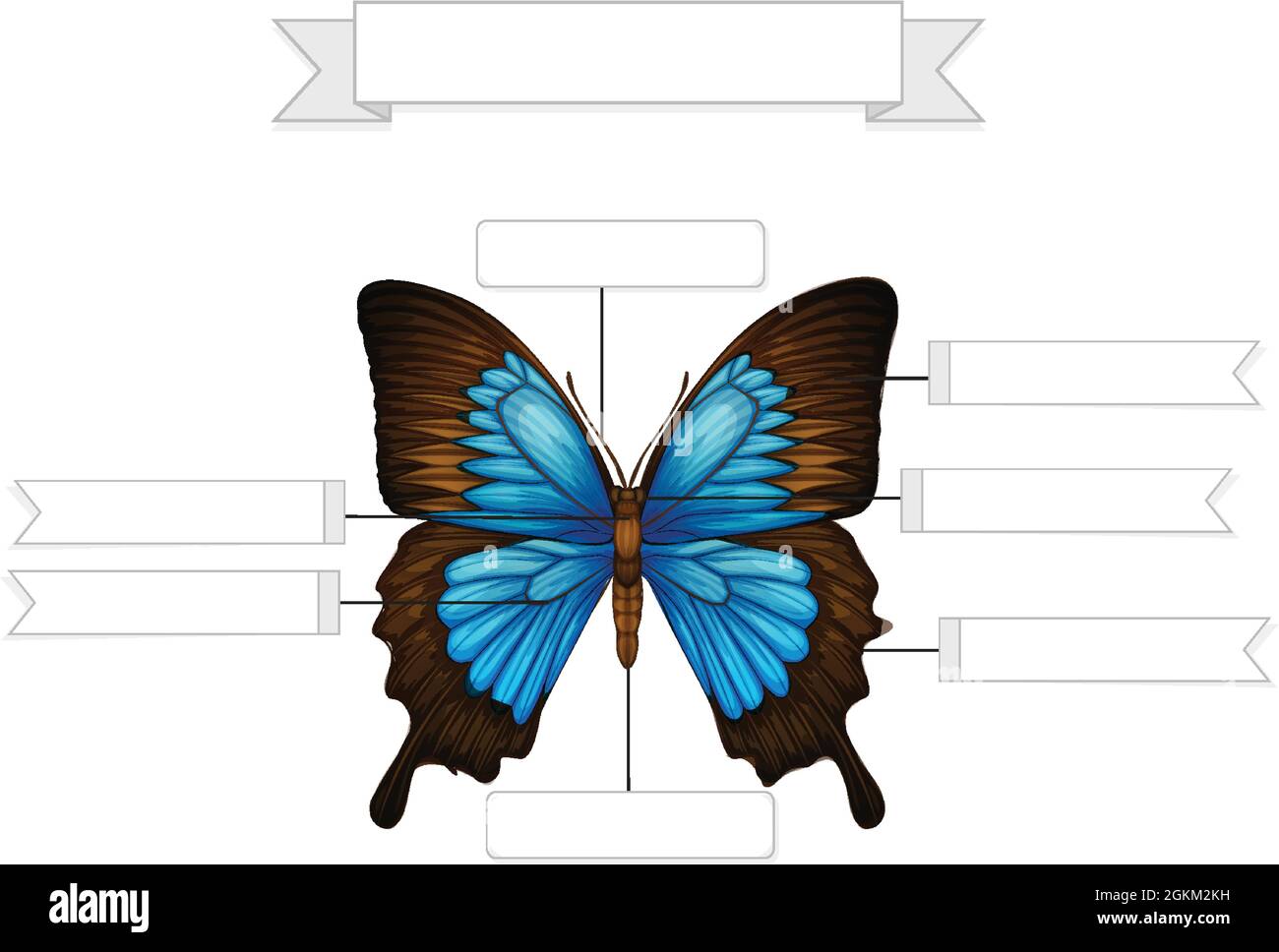 External Anatomy of a butterfly worksheet illustration Stock Vector ...
