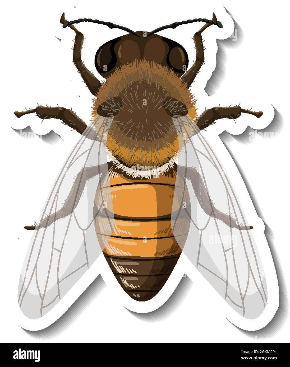Bee flying top view Cut Out Stock Images & Pictures - Alamy
