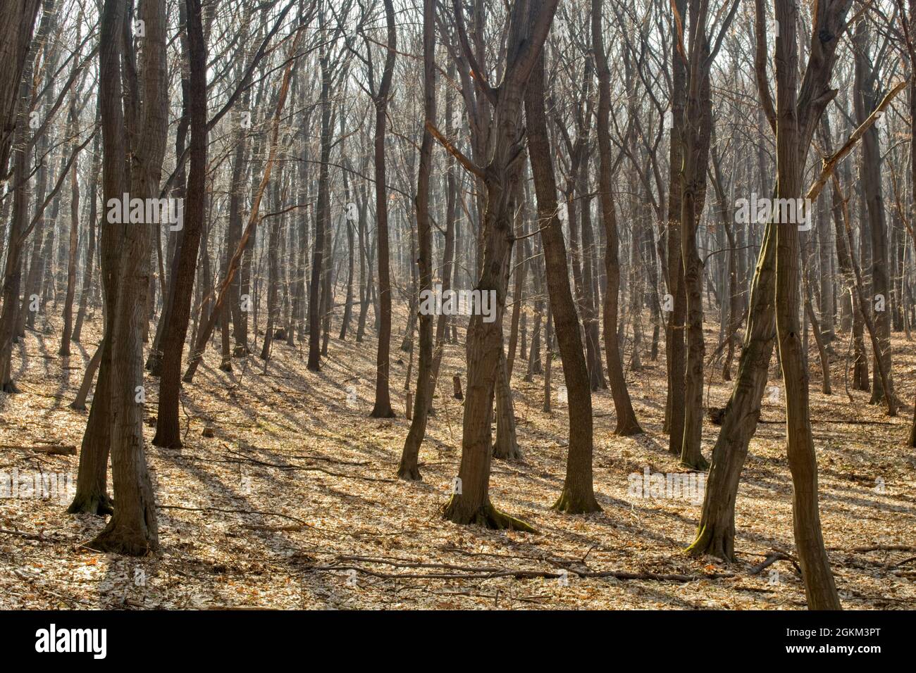 Tree trees wood brown hi-res stock photography and images - Alamy