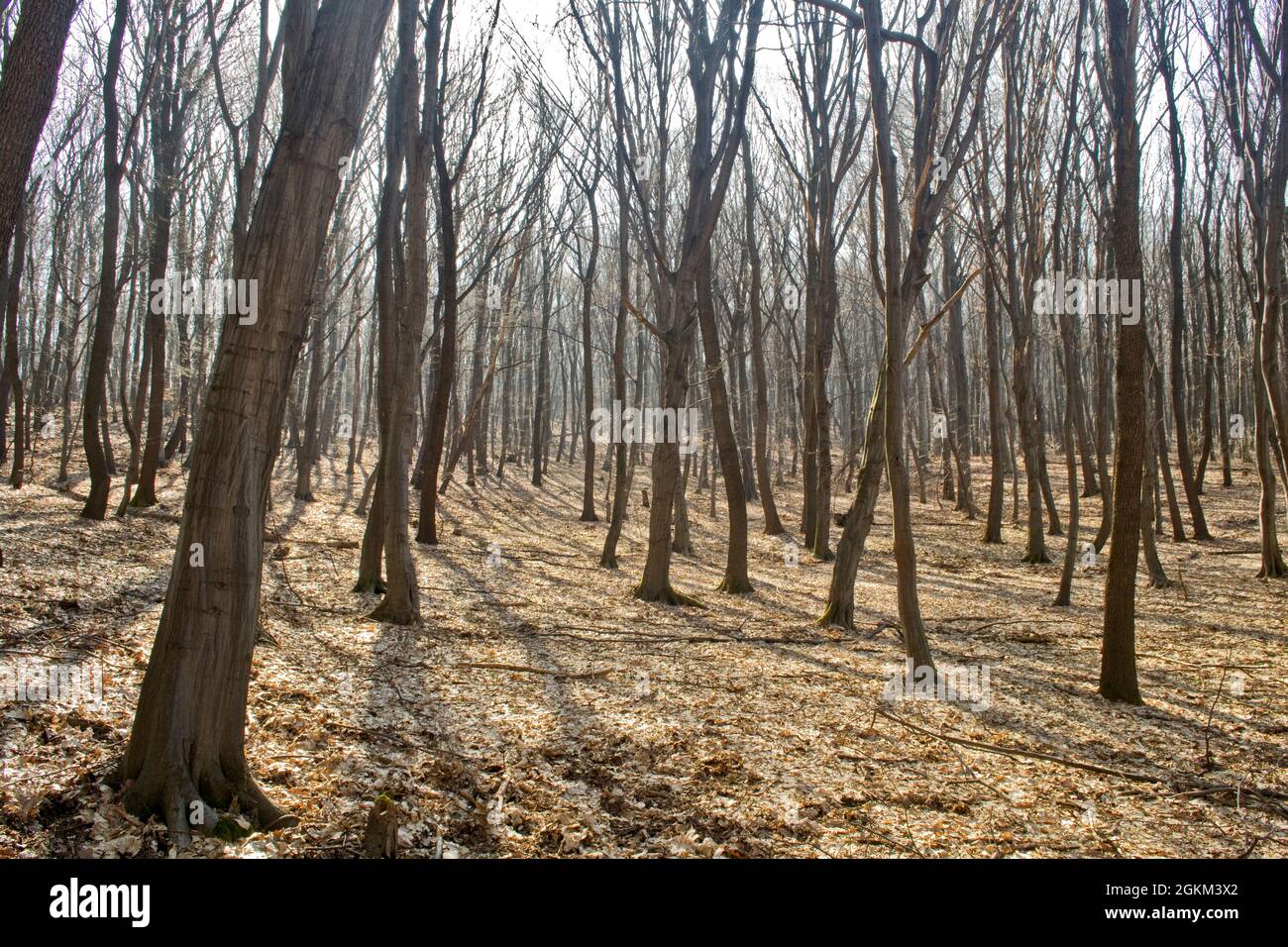 Brown forest hi-res stock photography and images - Alamy