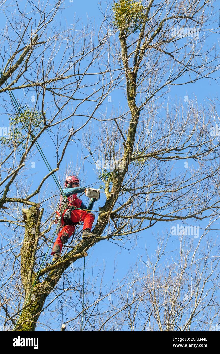Treeworker doing his arduous and demanding job Stock Photo - Alamy