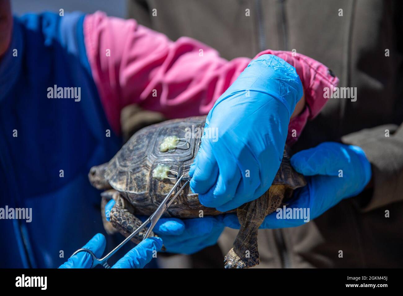 Dr. Shannon DiRuzzo (left), veterinarian, and Dr. Peter Praschag (right ...