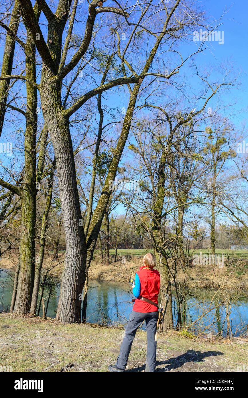 Female arborist inspects a tree Stock Photo - Alamy