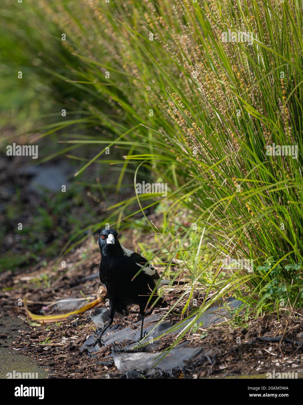 A male Australian magpie walking under tall grass. Vertical format ...