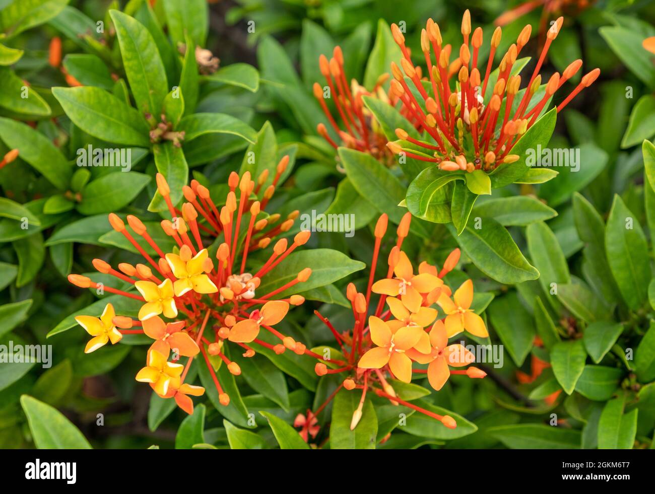 Orange and yellow ixora blooms in a Bangkok park Stock Photo - Alamy