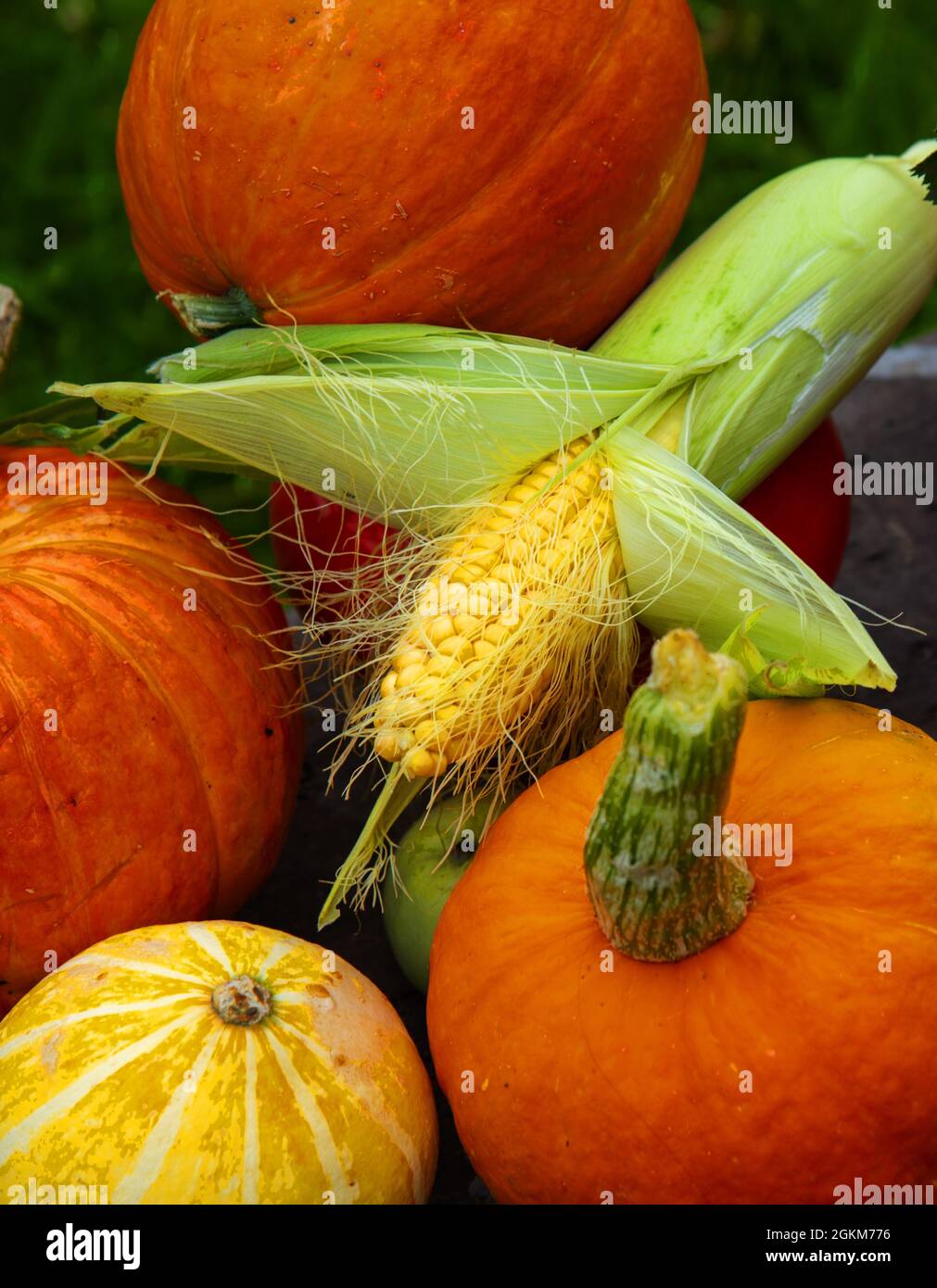 Autumn harvest. Bright pumpkins , corn are lying on an old wooden bench in the garden Stock ...