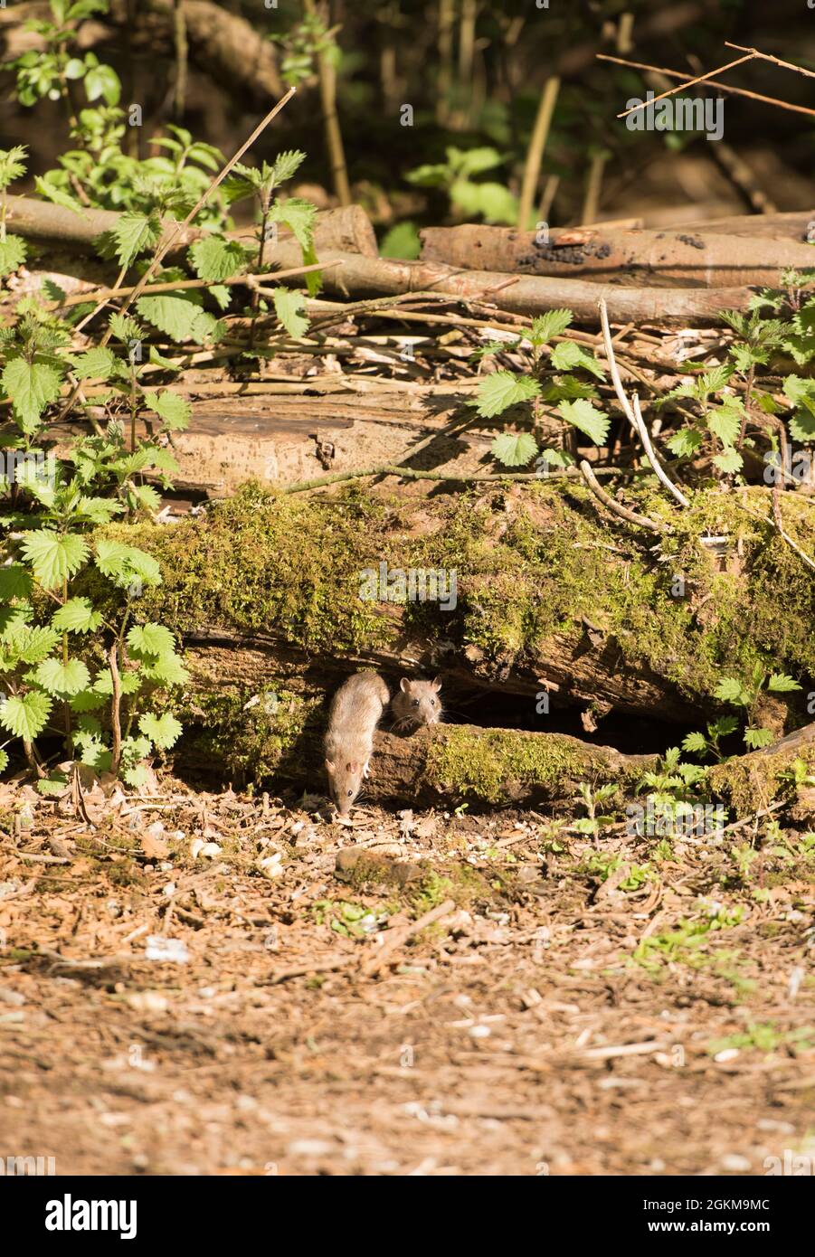 Two wild rats rattus norvegicus emerging from a pile of logs in a ...