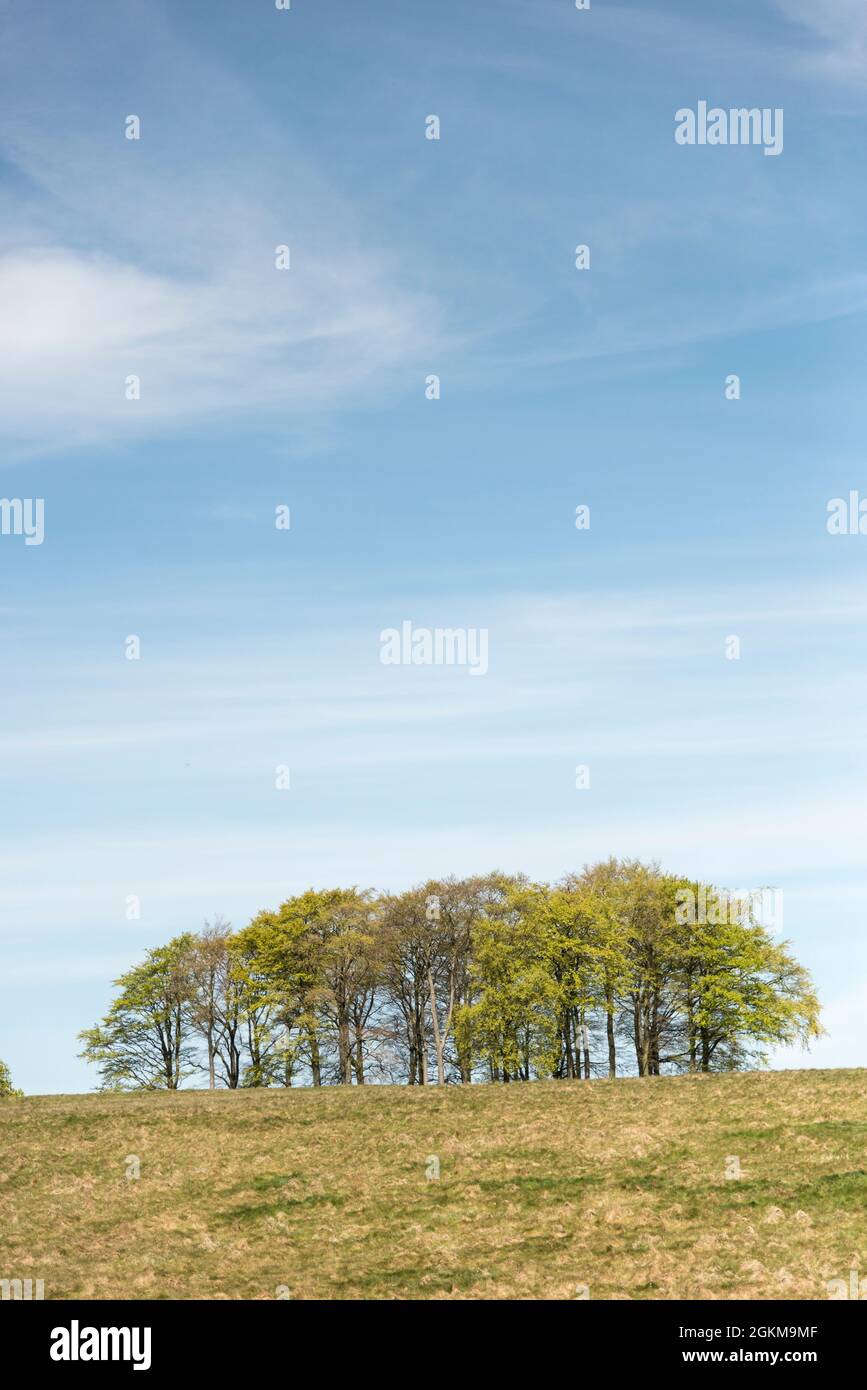 A group of deciduous trees on a hillside nr Derbyshire England UK Stock ...