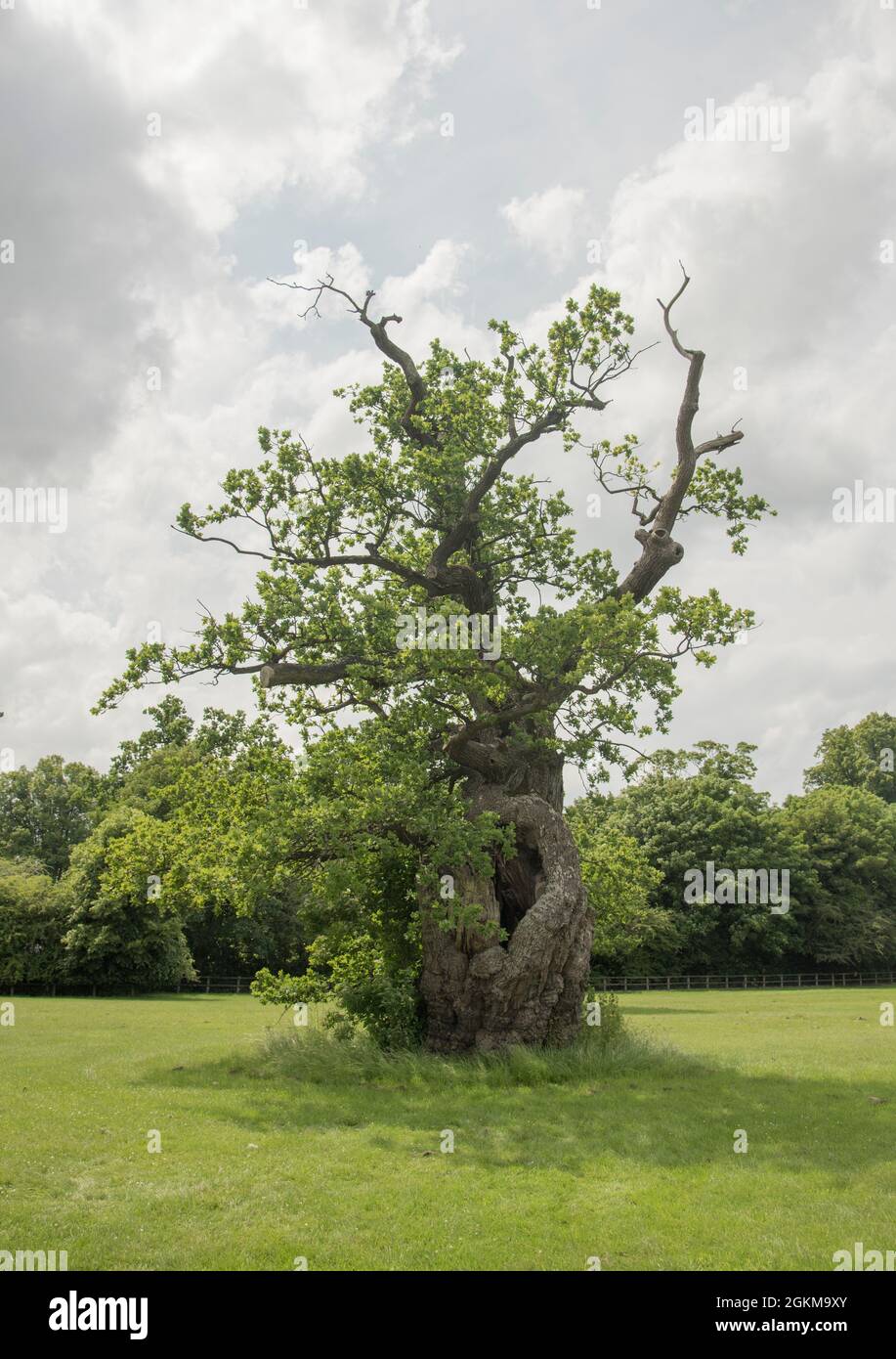 Old english oak tree quercus robur in full leaf showing it`s age in a ...