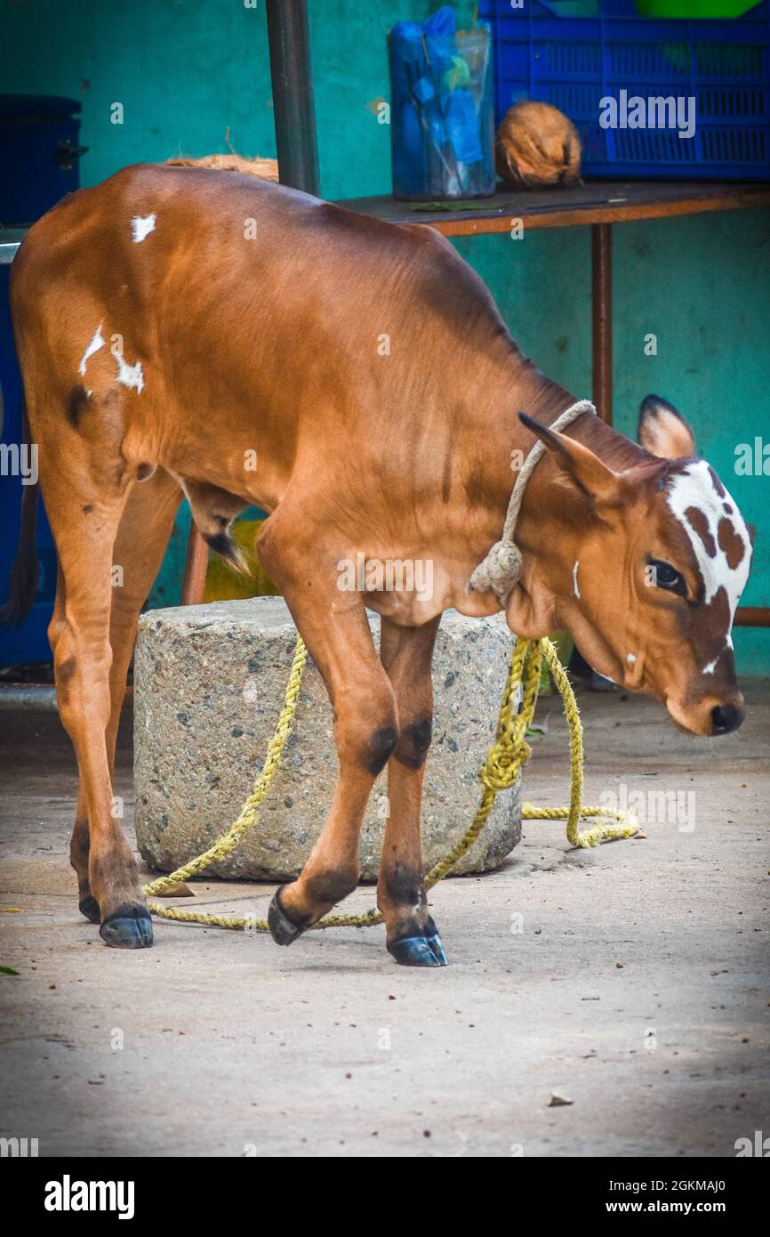 Indian cow and calf hi-res stock photography and images - Alamy