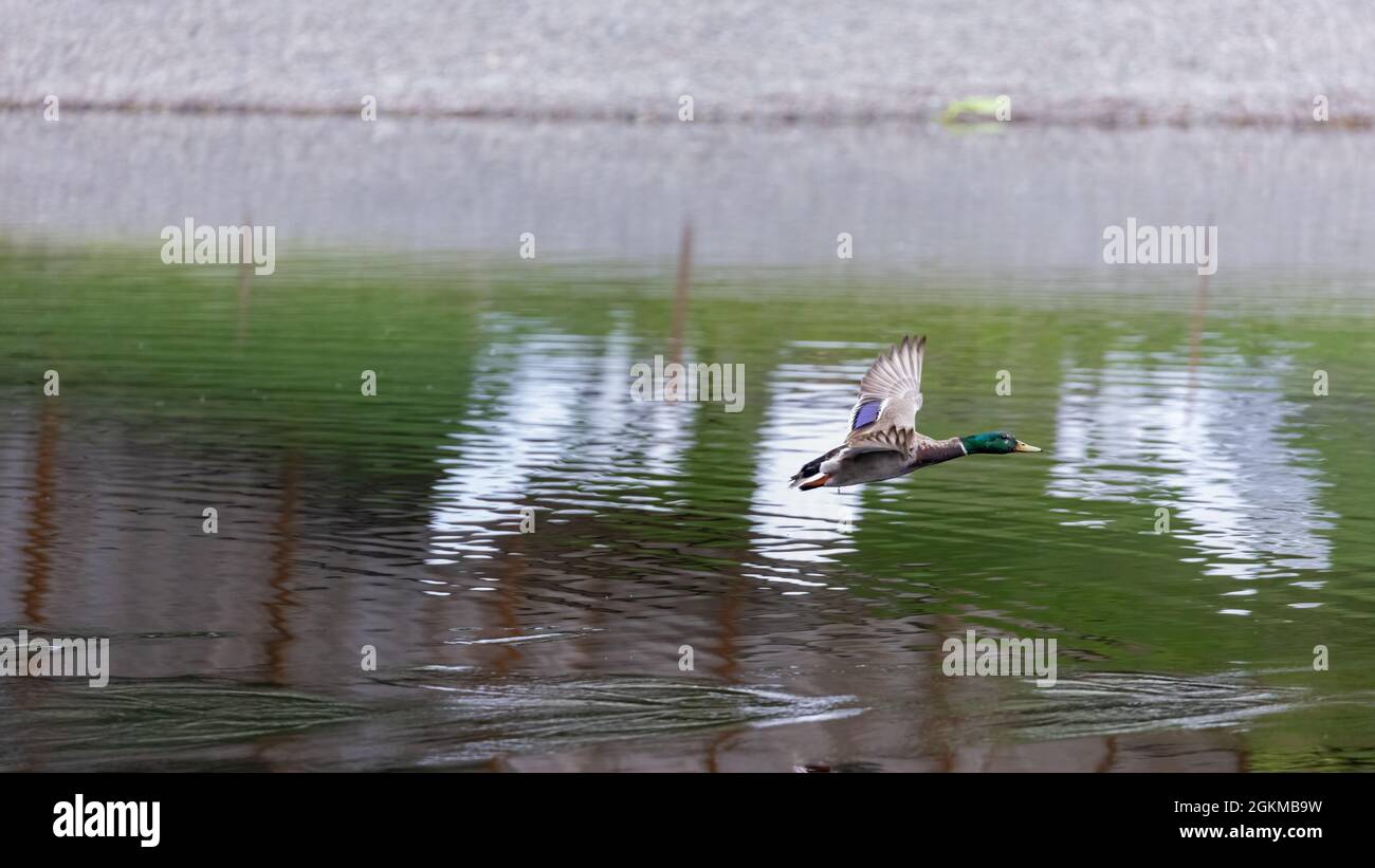 male mallard duck taking off to fly over small green lake Stock Photo ...
