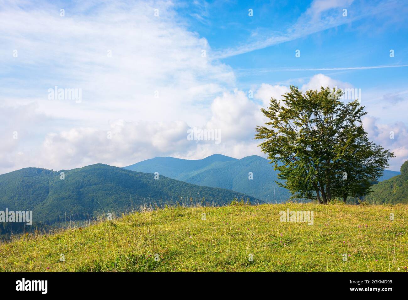 trees on the grassy hill. beautiful early autumn landscape in mountains ...