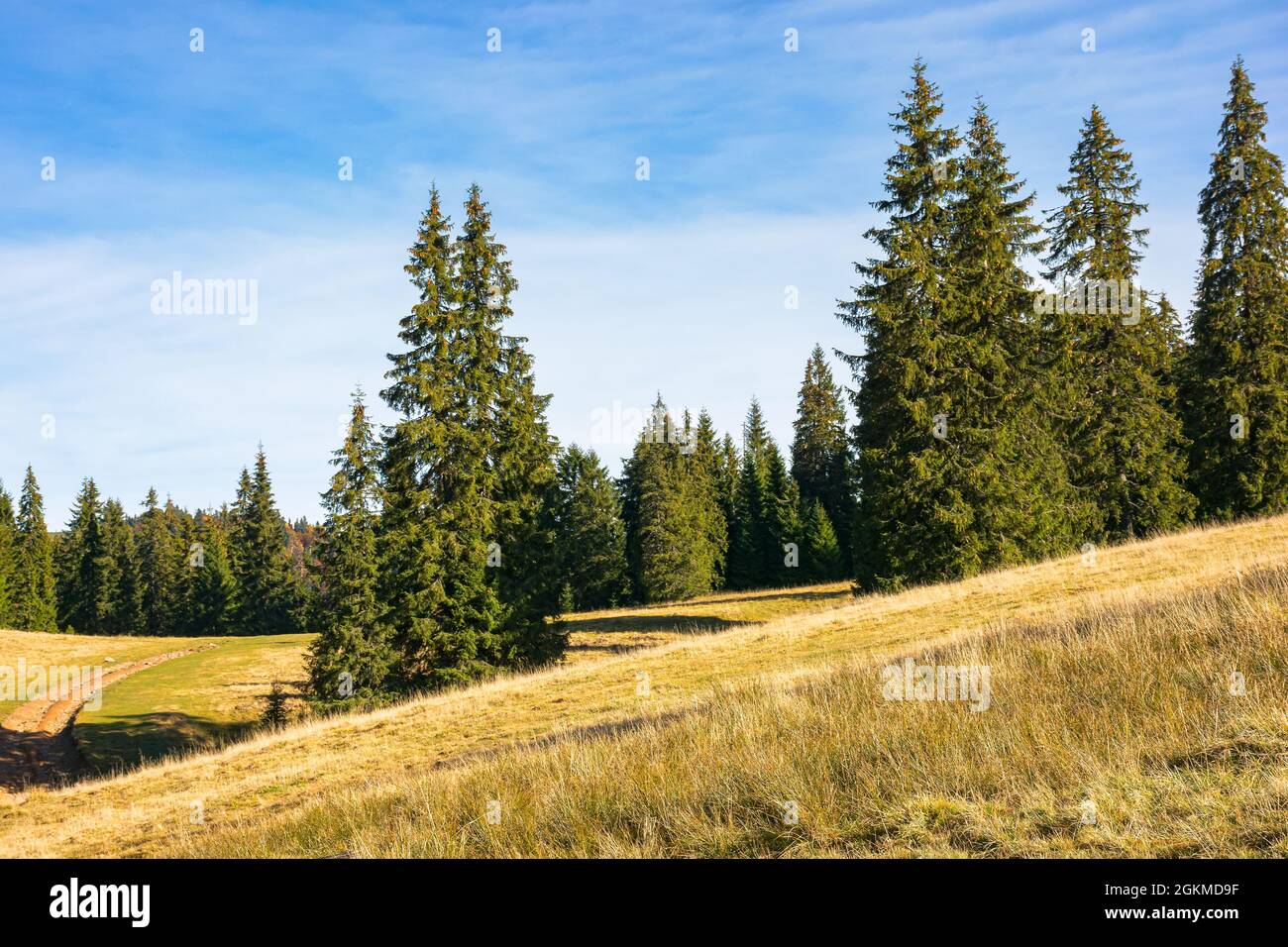 coniferous forest of apuseni natural park. beautiful mountain landscape ...