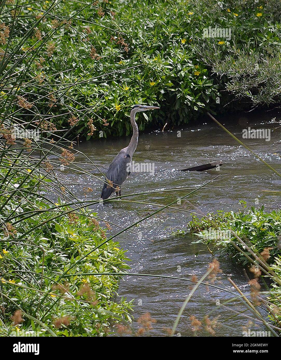 A Great Blue Heron is seen enjoying a walk in Steelhead Creek ...