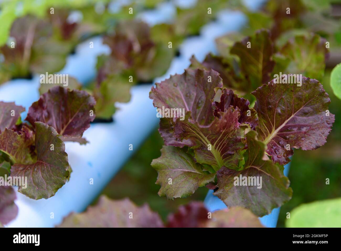 Red Batavia Lettuce in the hydroponics system Stock Photo - Alamy