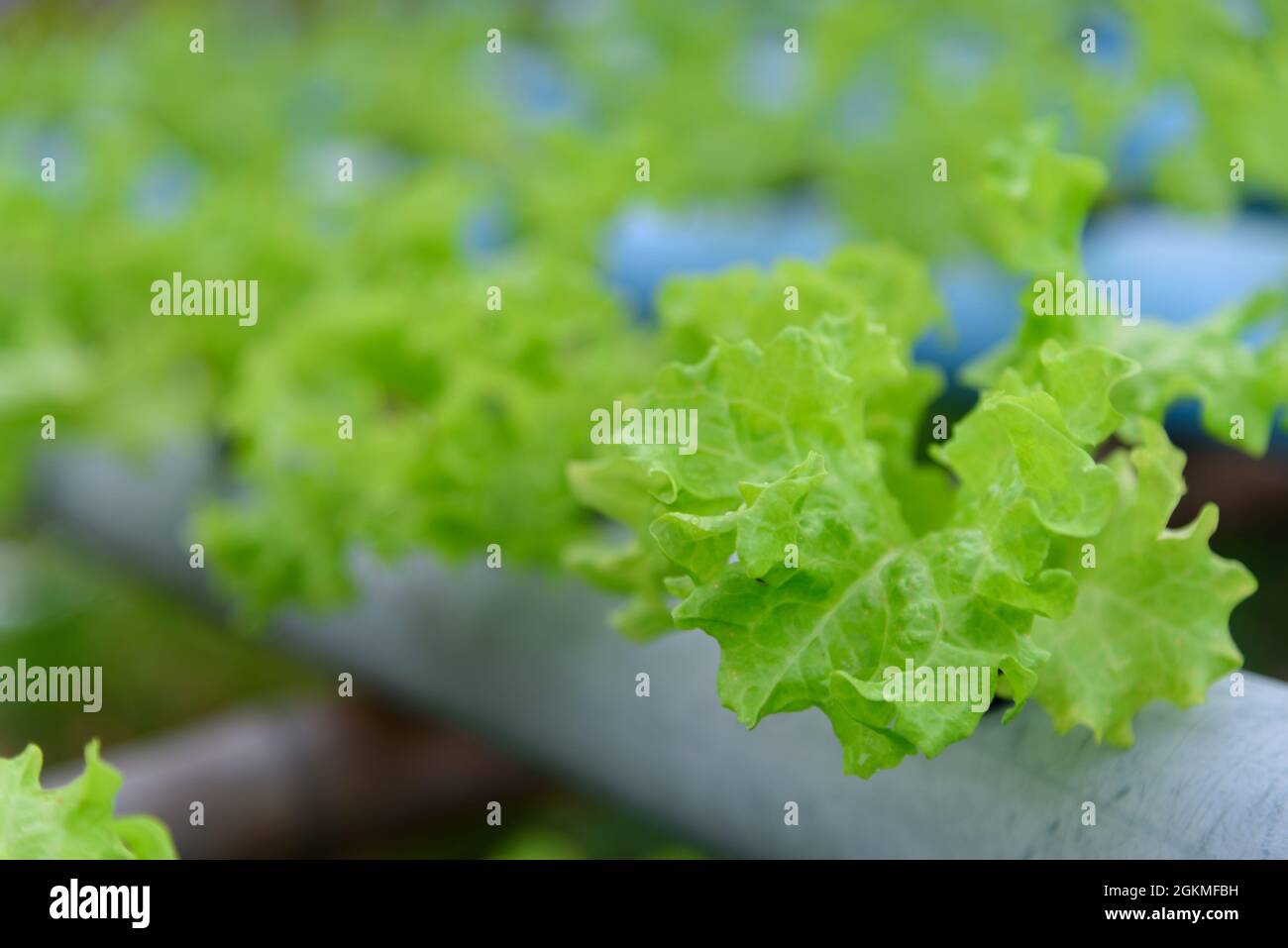 Green coral vegetable in water trough of hydroponics Stock Photo - Alamy