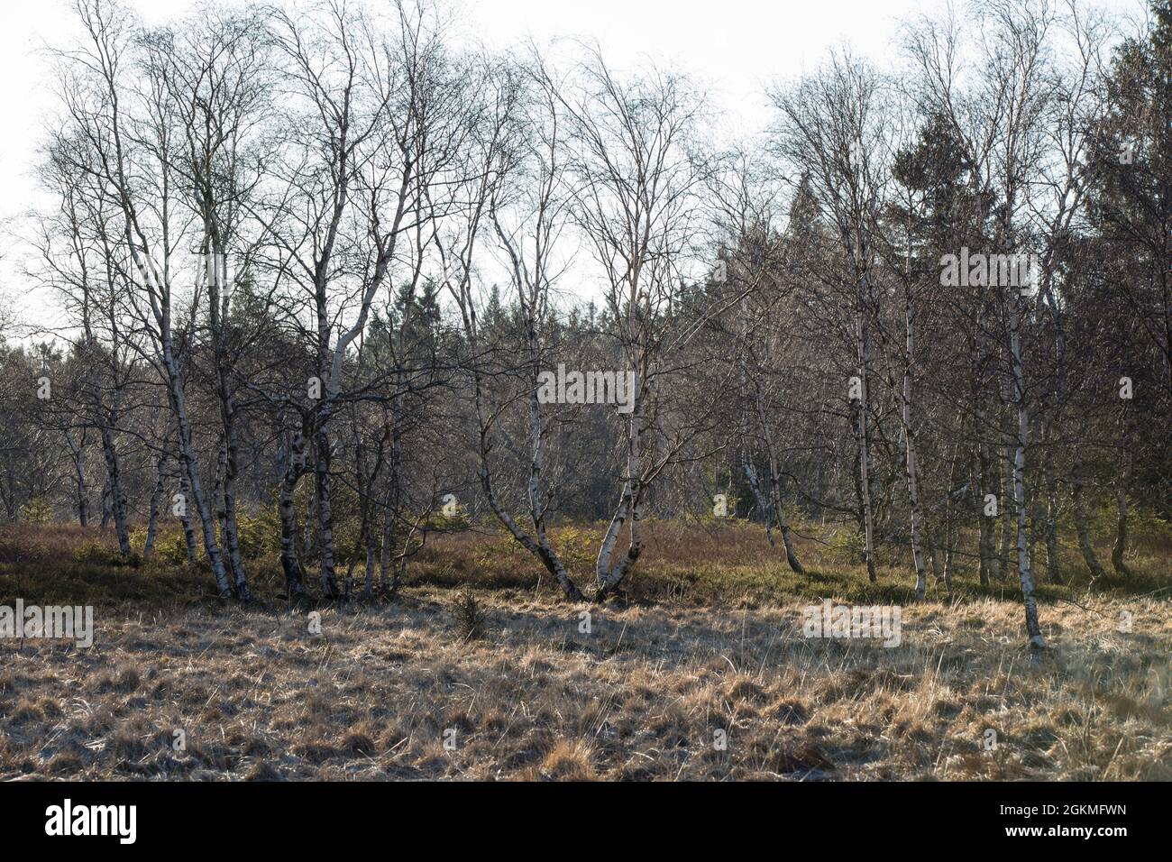 Moor biotop hi-res stock photography and images - Alamy