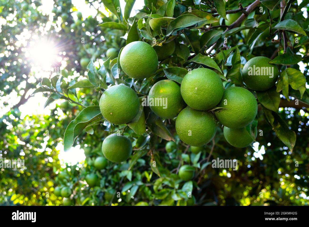 Orange tree with unripe fresh oranges on the plantation. Selective ...