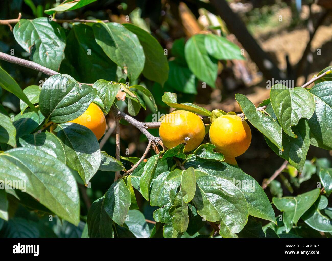Persimmon Tree Leaves