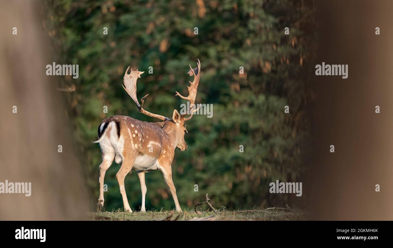 Fallow deer male big horns hi-res stock photography and images - Alamy
