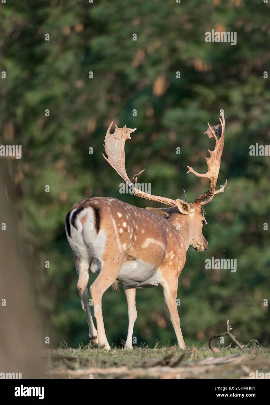 Portrait of fallow deer male at sunset (Dama dama Stock Photo - Alamy