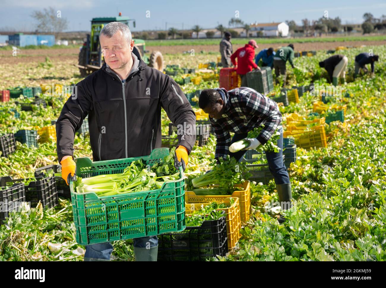 Stack of celery hi-res stock photography and images - Alamy