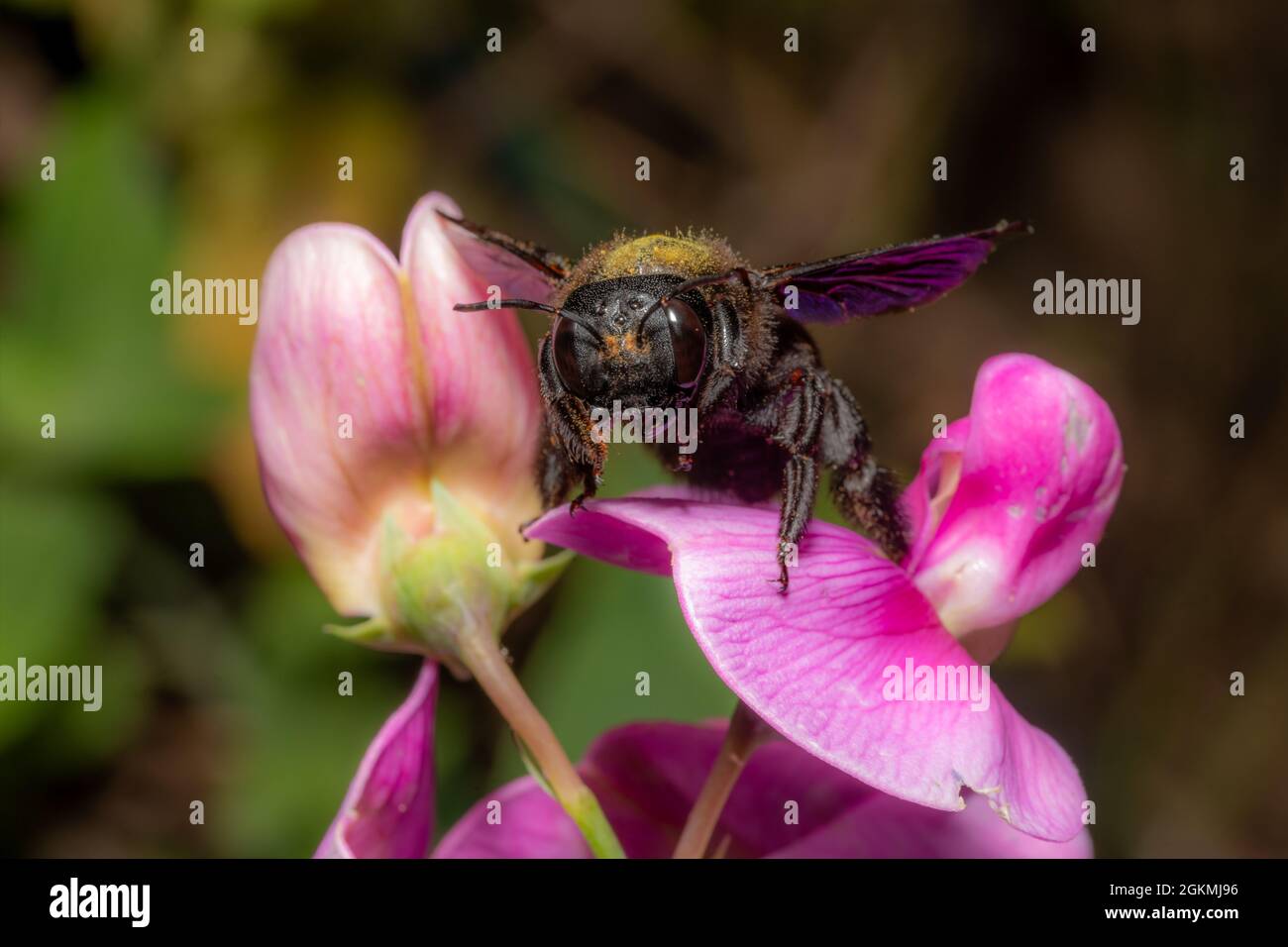 Portzrait of a Black Carpenter bee at a purple lupins blossom isolated ...