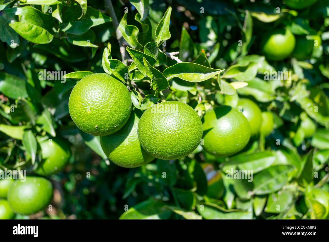 Fresh green oranges on tree in Turkey orchad Stock Photo - Alamy