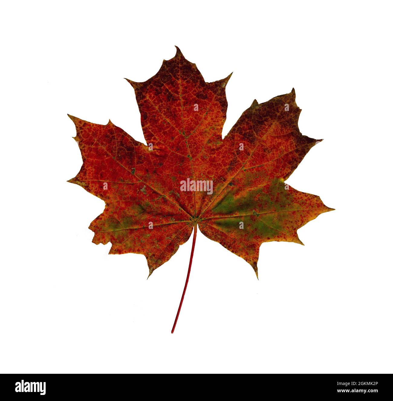 Autumn maple leaf Cut Out Stock Images & Pictures - Alamy