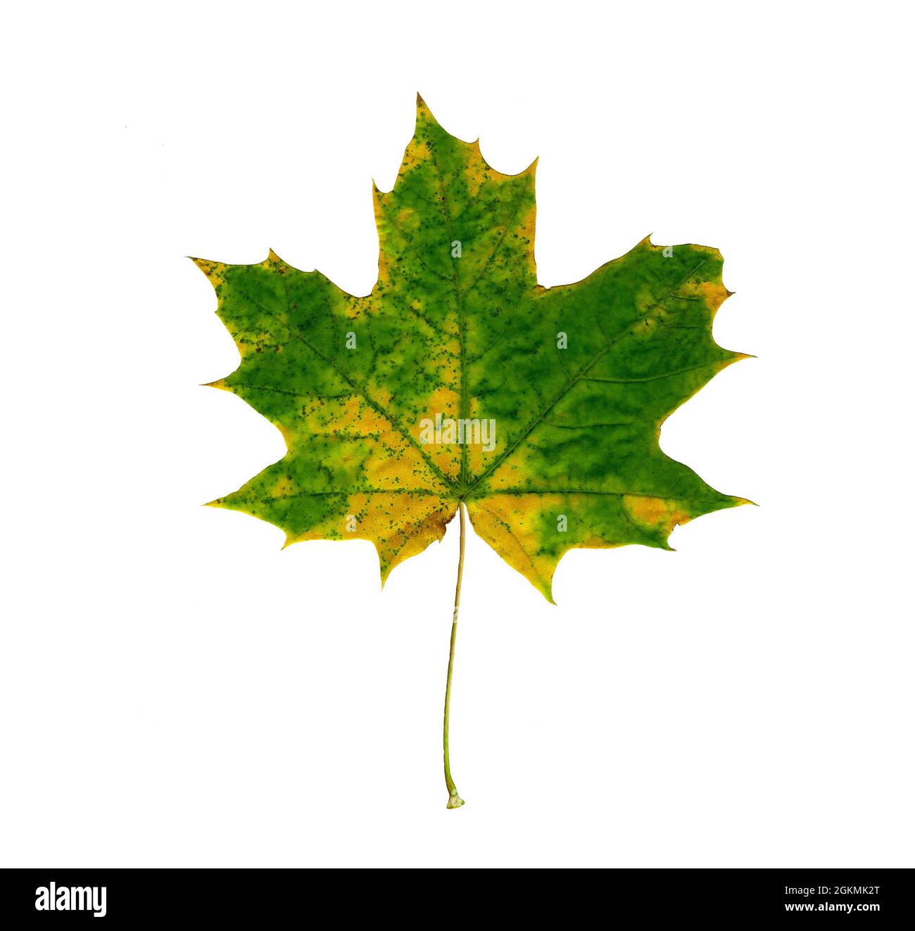 Colorful Autumn Maple leaf isolated on white background Stock Photo - Alamy