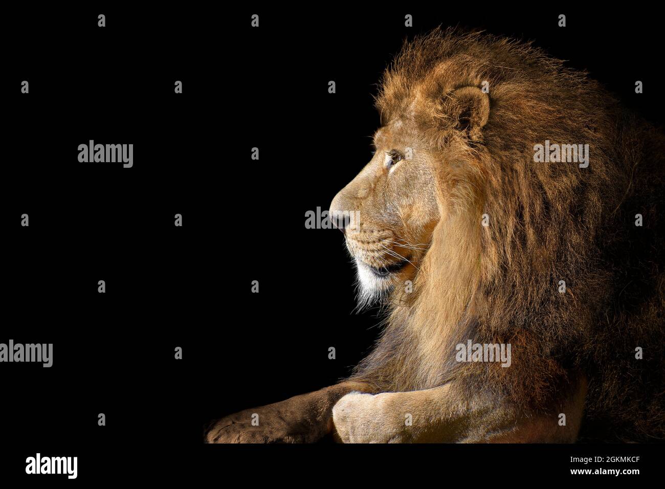 Lion Portrait , Wildlife animal Stock Photo - Alamy
