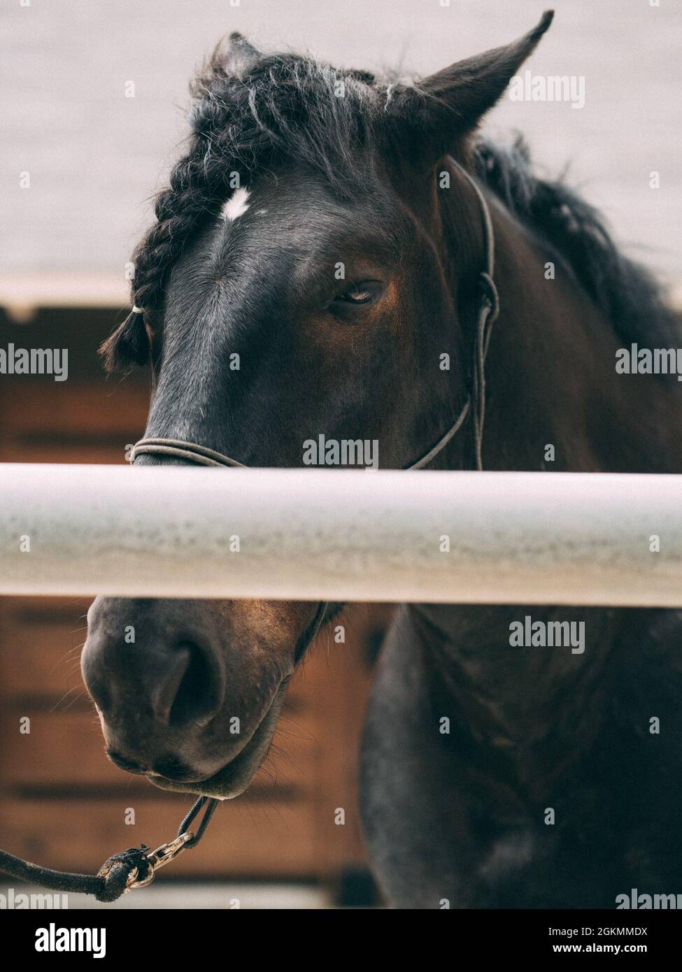 A dedicated horse for the U.S. Army North Caisson Platoon waits to be ...