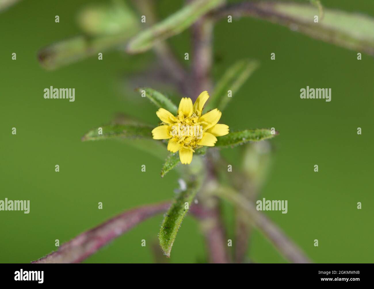 Dittrichia graveolens hi-res stock photography and images - Alamy