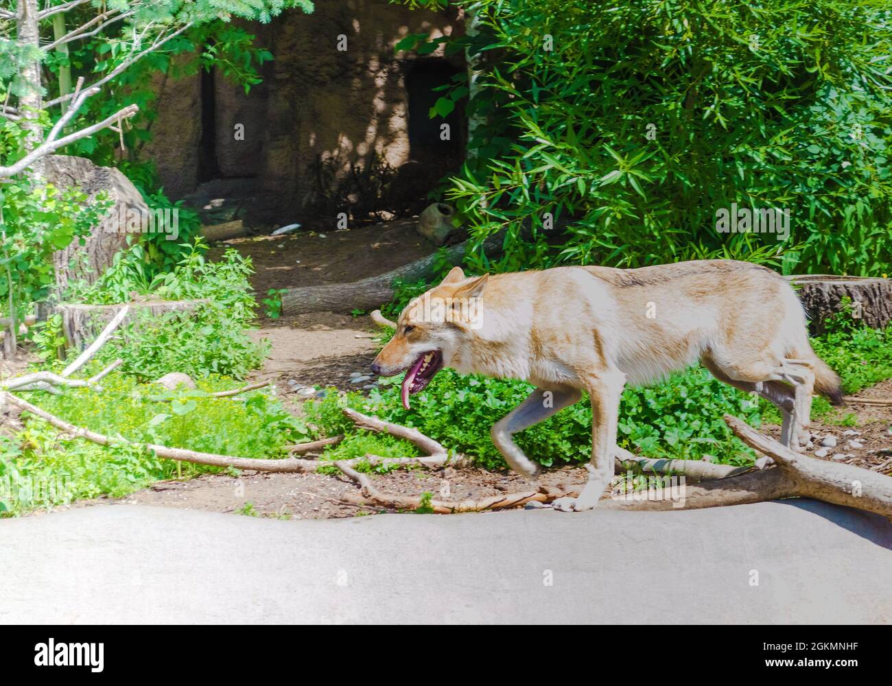 Grey gray timber wolf hi-res stock photography and images - Alamy