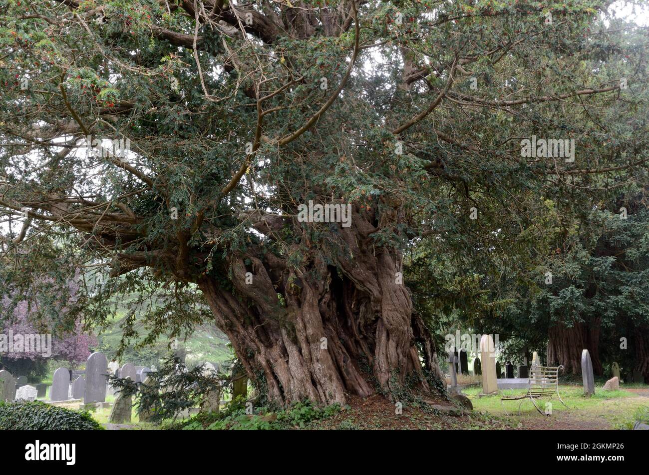 Ancient yew tree in the graveyard of St Silin Church Llansilin Powys ...