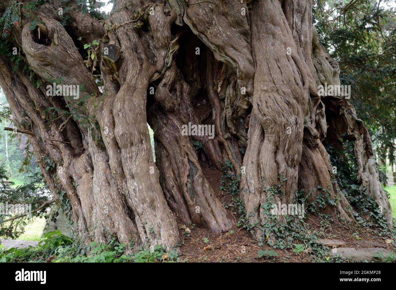 Ancient yew tree in the graveyard of St Silin Church Llansilin Powys ...