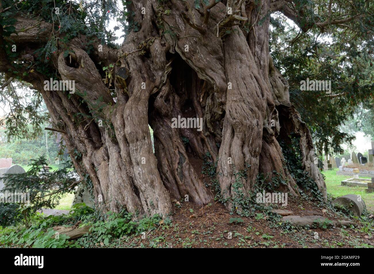 Ancient yew tree in the graveyard of St Silin Church Llansilin Powys ...