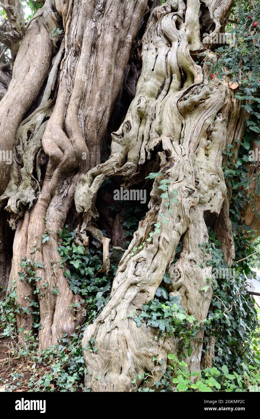 Ancient yew tree in the graveyard of St Silin Church Llansilin Powys ...