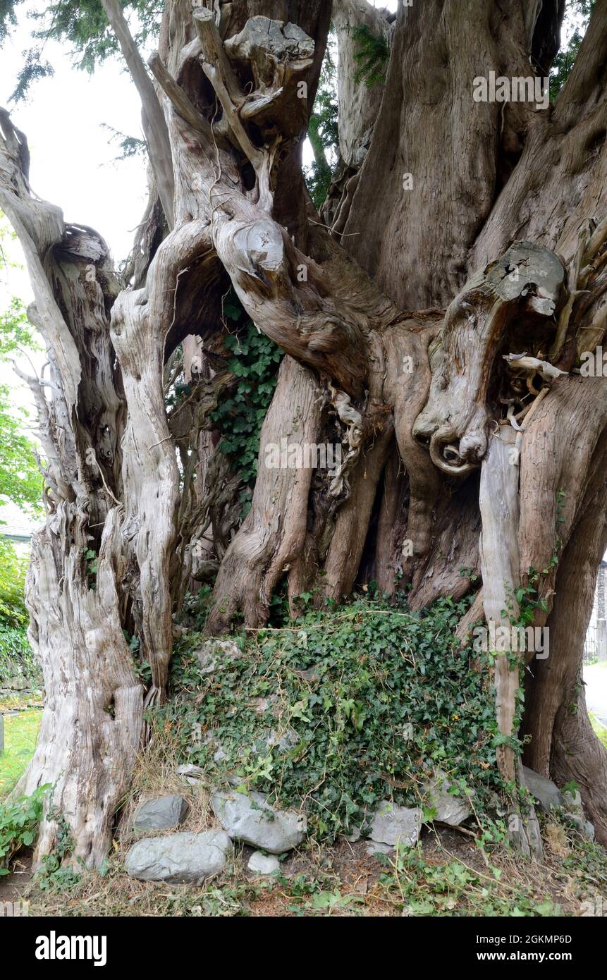 Ancient yew tree in the graveyard of St Silin Church Llansilin Powys ...