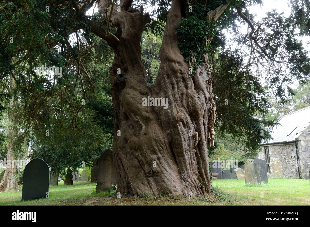 Ancient yew tree in the graveyard of St Silin Church Llansilin Powys ...