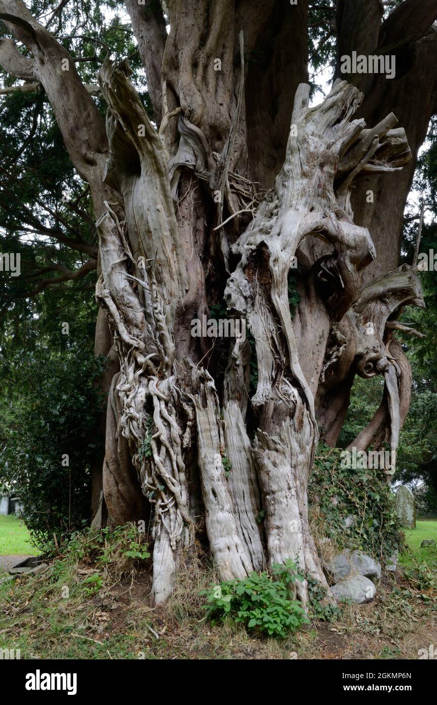 Ancient yew tree in the graveyard of St Silin Church Llansilin Powys ...