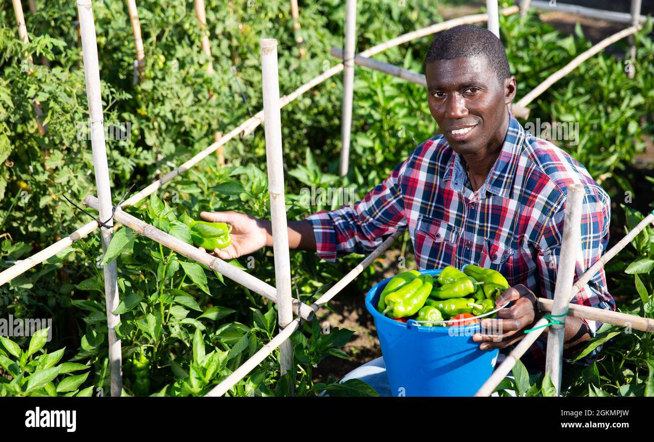 African-american farmer harvesting bell peppers on plantation Stock ...