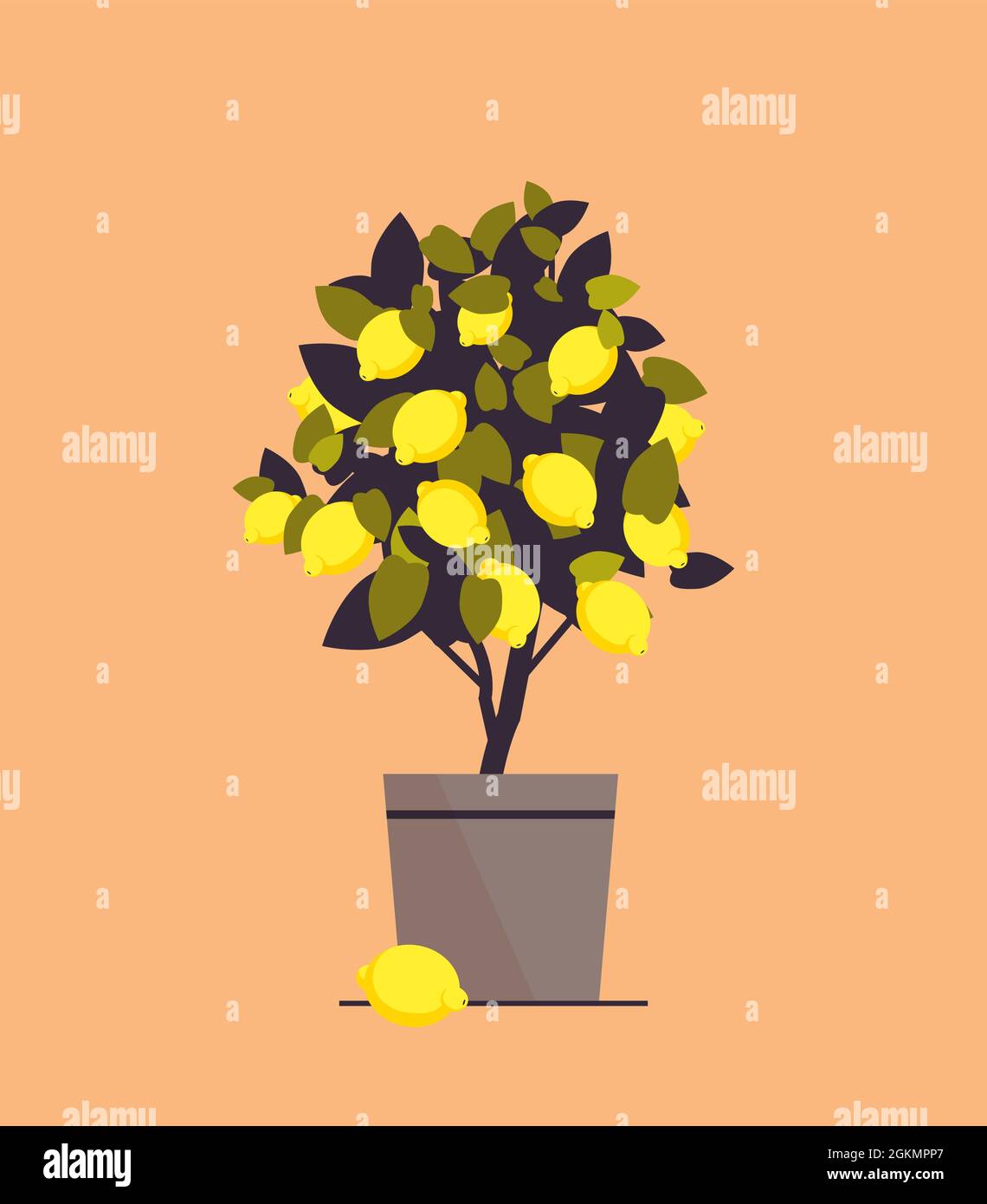 potted lemon plant growing fruit tree in pot Stock Vector Image & Art ...