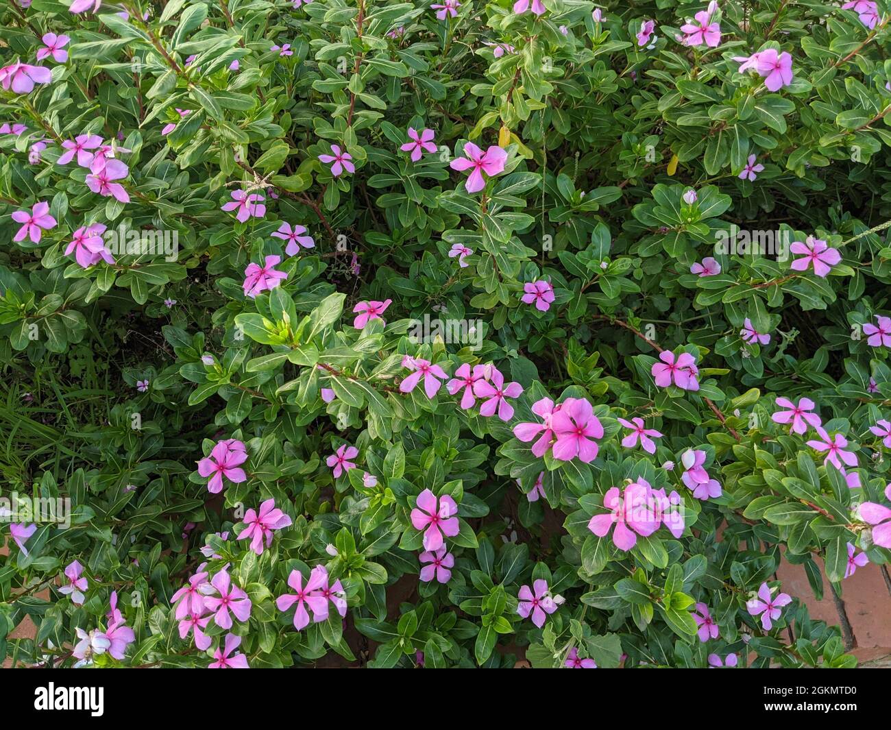 Bush of Madagascar Periwinkle, also known as Catharanthus roseus ...
