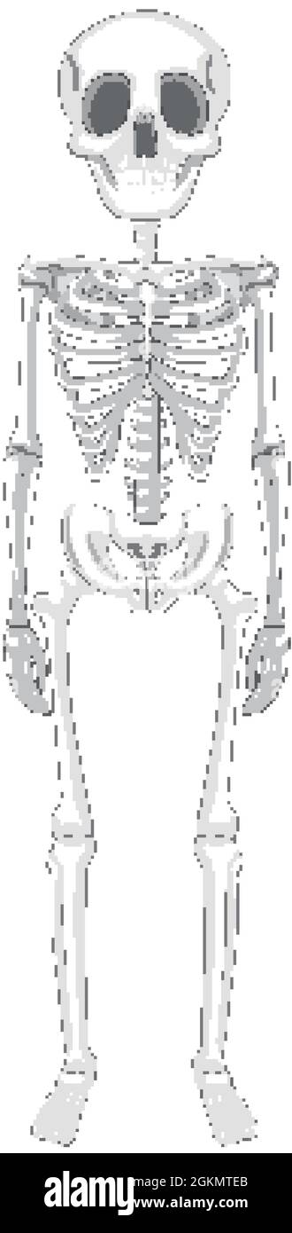Isolated human skeleton anatomy illustration Stock Vector Image & Art ...
