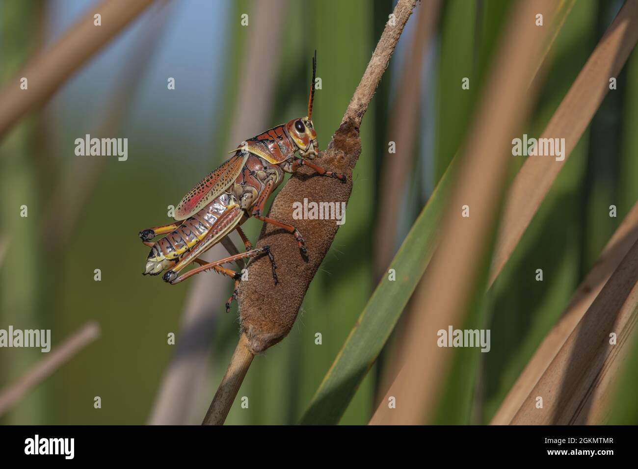 Selective focus shot of grasshopper perched on common cattail Stock ...