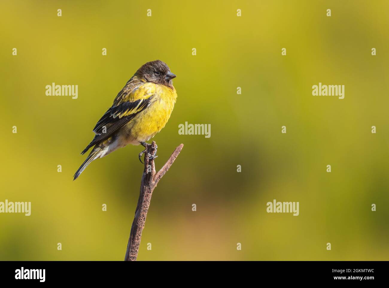 Abyssinian Siskin - Serinus nigriceps, small yellow perching bird ...