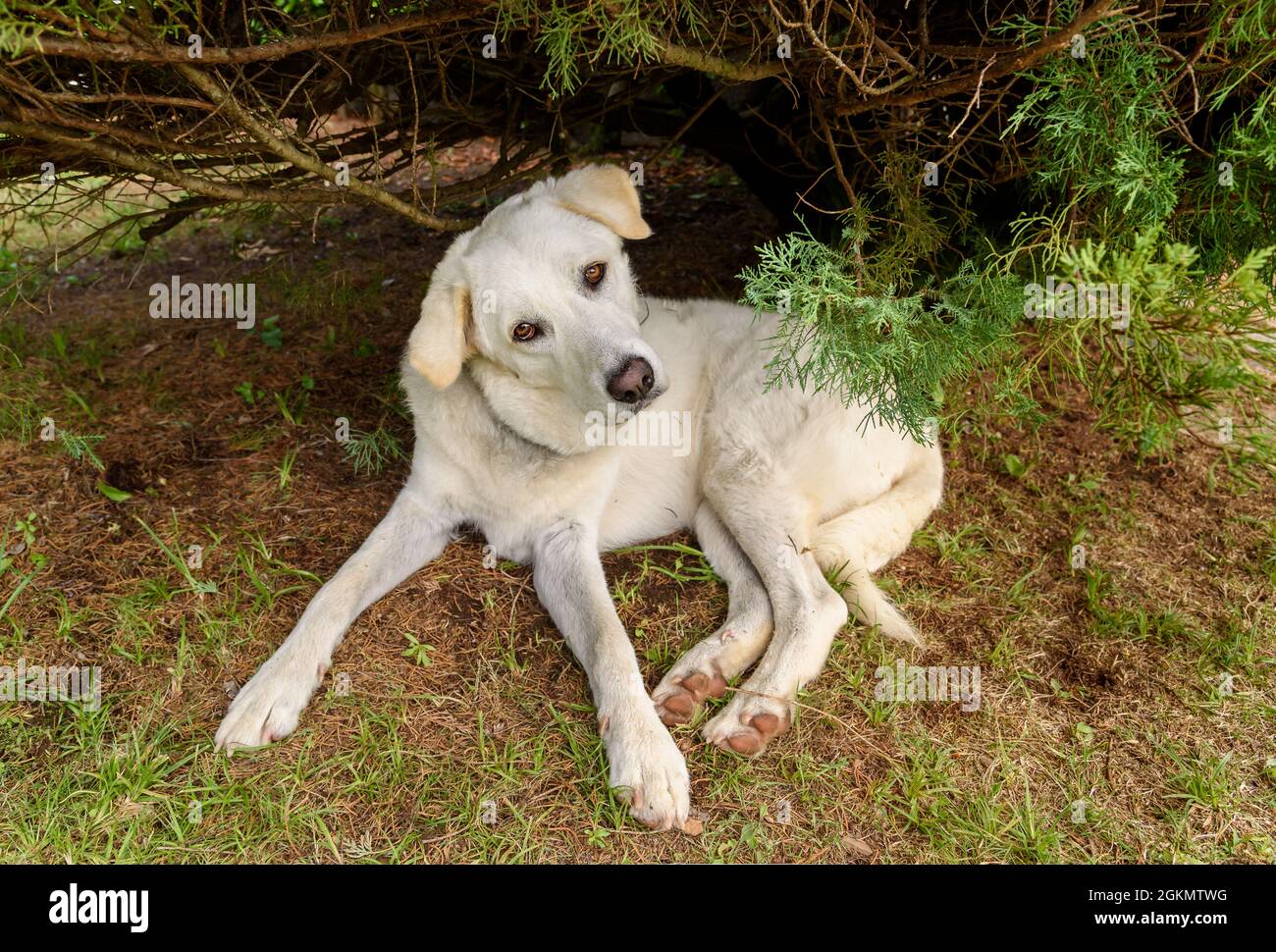 White female Maremma Shepherd dog under the plant in the garden Stock ...