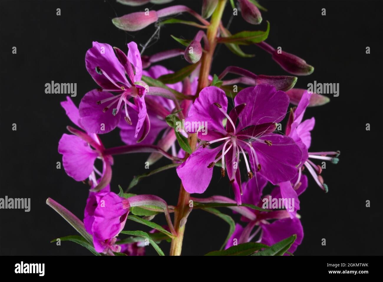 The spike-like inflorescence of the Rosebay Willowherb is a common ...